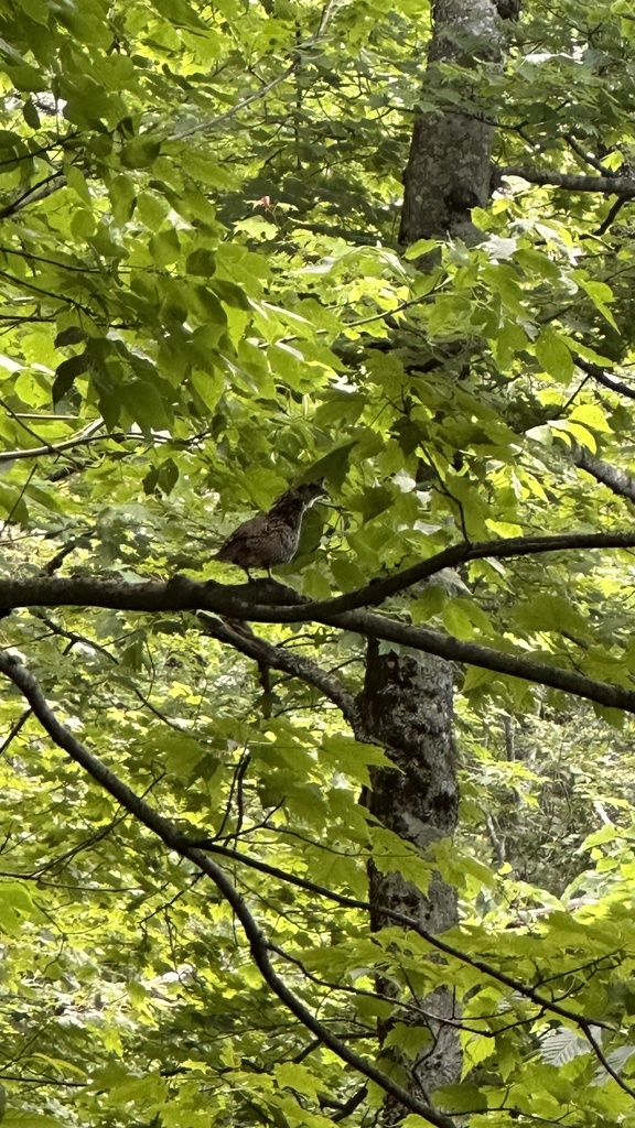 Ruffed Grouse from Great Smoky Mountains National Park, Almond, NC, US ...