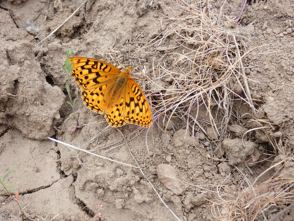 Coronis Fritillary from Yakima County, WA, USA on June 1, 2024 at 12:07 ...