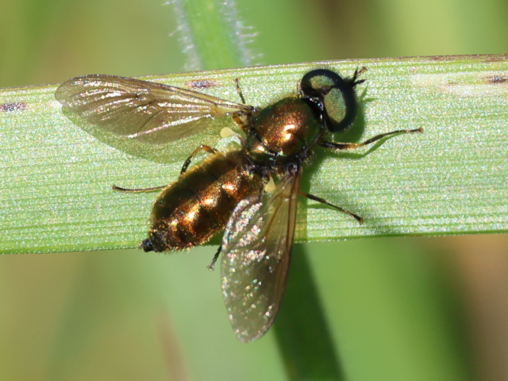 Broad Centurion Fly from Bernex, Suisse on June 13, 2024 at 11:01 AM by ...