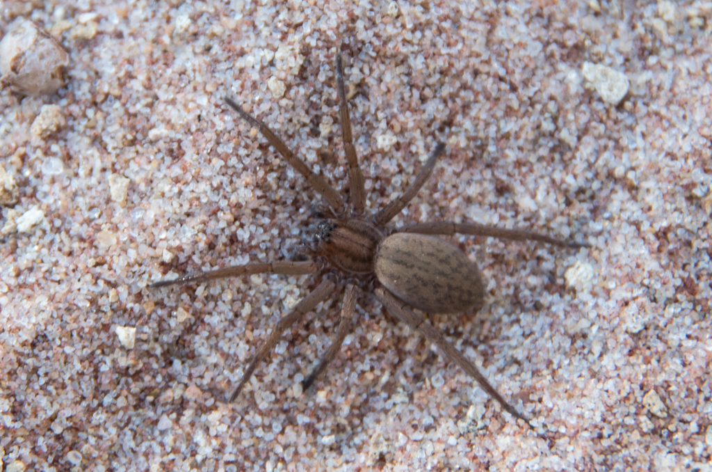 Prowling spiders from Cordillo Downs SA 5731, Australia on July 26 ...
