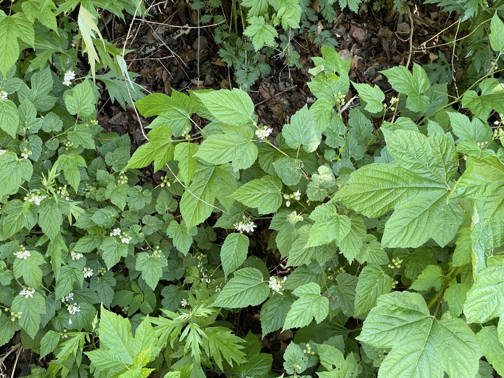 Korean Raspberry from 雾灵山风景区, 承德市, 河北省, CN on June 8, 2024 at 12:06 PM ...