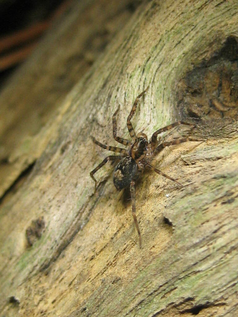 Toxopsoides huttoni from Melbourne VIC, Australia on 13 June, 2024 at ...