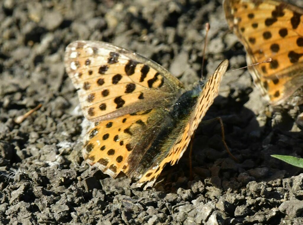 Queen of Spain Fritillary from Comuna Tormac, România on May 27, 2024 ...