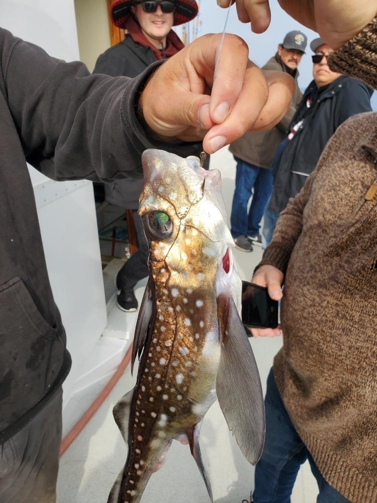 Spotted Ratfish from North Pacific Ocean, US on December 30, 2023 at 11 ...