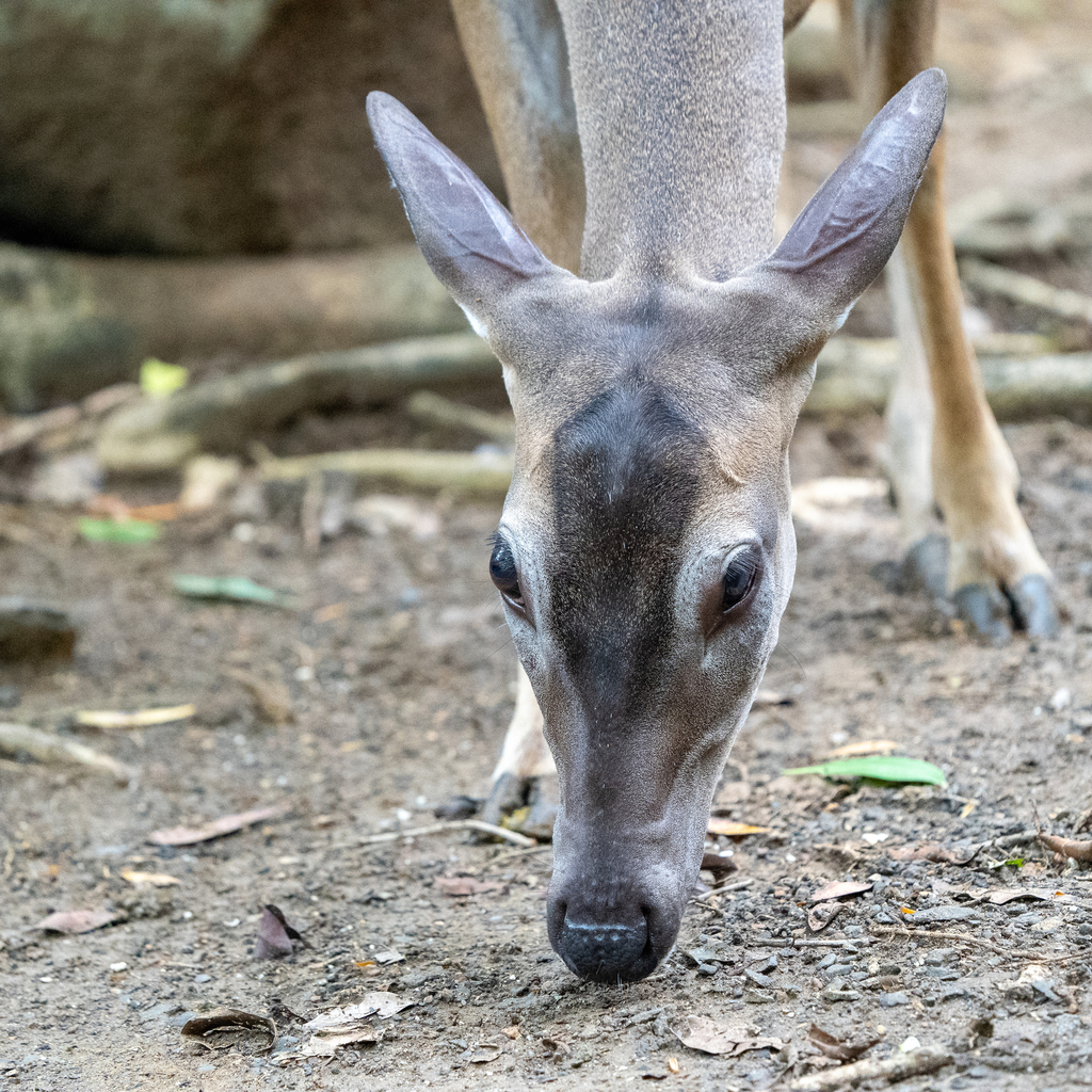 White-tailed Deer from Pedasí, Los Santos Province, Panama on June 10 ...