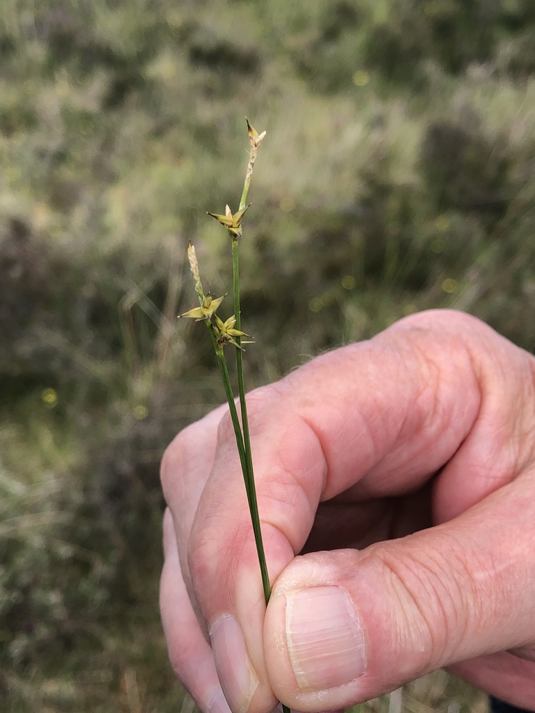 true sedges from North York Moors National Park, Whitby, England, GB on ...