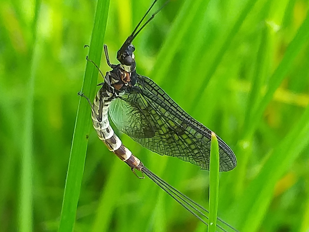 European Green Drake from Essex, UK on 24 May, 2024 at 12:38 PM by ...