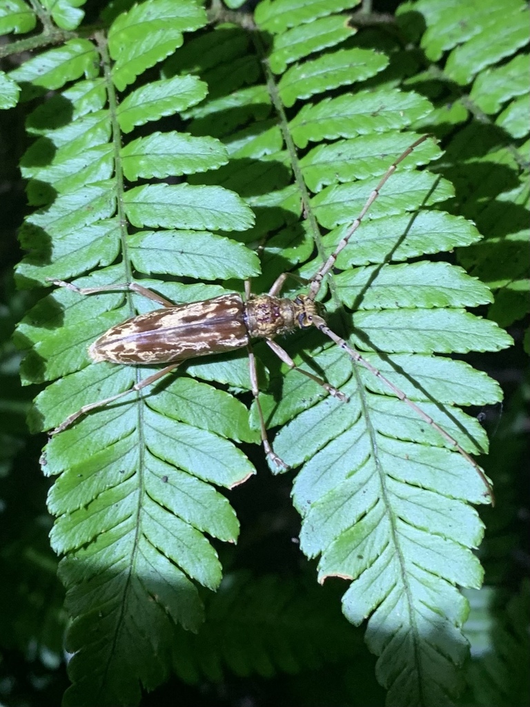 Pseudaeolesthes chrysothrix chrysothrix from 万騎が原, 横浜市, 神奈川県, JP on ...