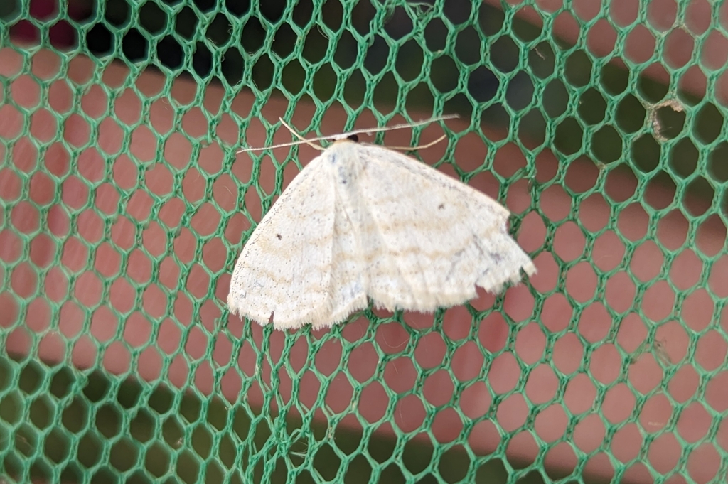 Lesser Cream Wave from 8441, Austria on June 13, 2024 at 09:06 AM by ...
