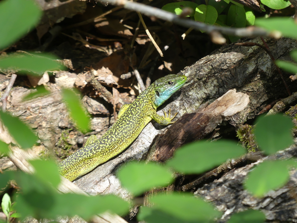 Western Green Lizard from 77300 Fontainebleau, France on June 12, 2024 ...