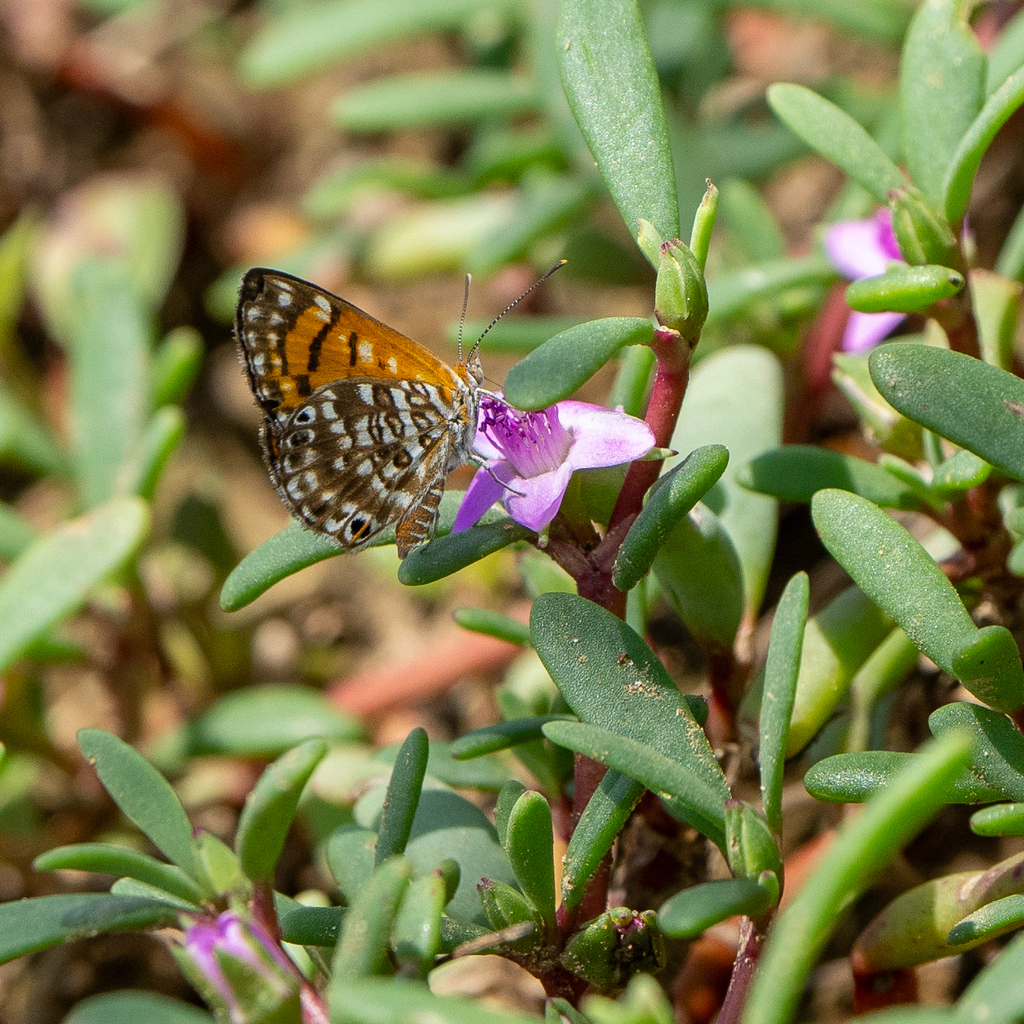 Aricoris erostratus from Parita District, Herrera Province, Panama on ...