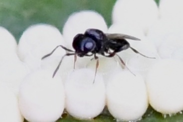 Telenominae from McKinney, TX, US on June 5, 2024 at 05:20 PM by Misty ...