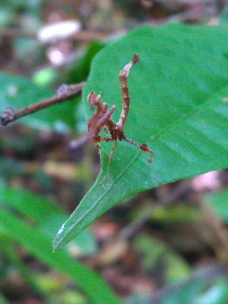 Dragon Mantis from Melgaço, BR-PA, BR on March 19, 2018 at 11:20 AM by ...