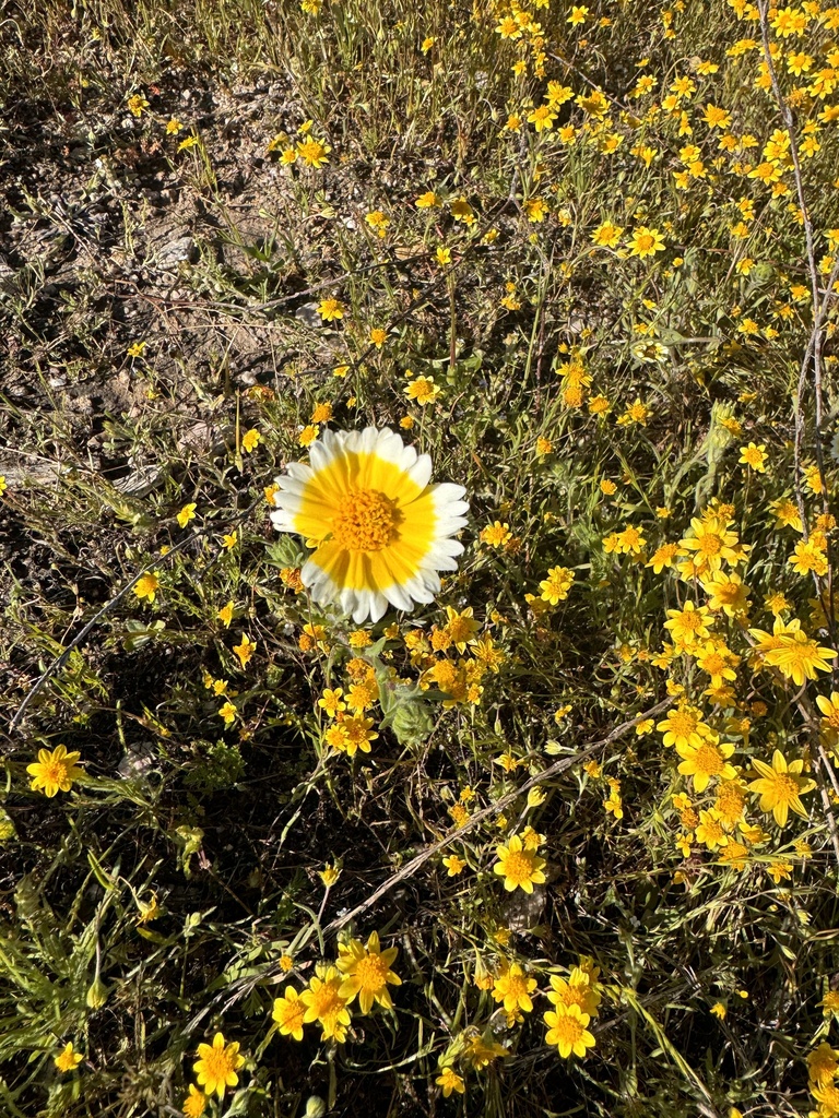 Tidytips from Shell Creek Rd, Shandon, CA, US on April 1, 2024 at 04:32 ...