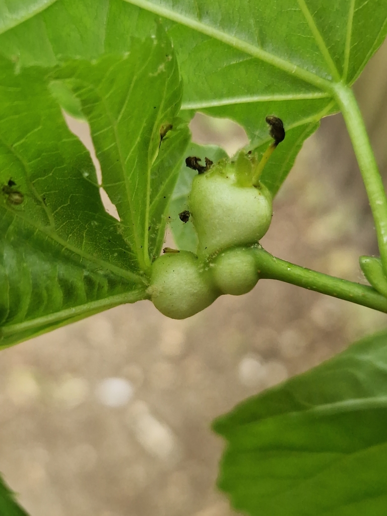 Lime Leaf-stalk Gall-midge from Battersea Park, London SW11 4NJ, UK on ...