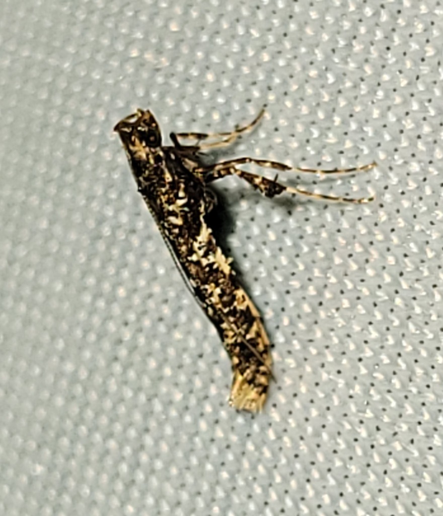 Cherry Leafroller Moth from Nathan Hale State Forest, Coventry, CT on ...