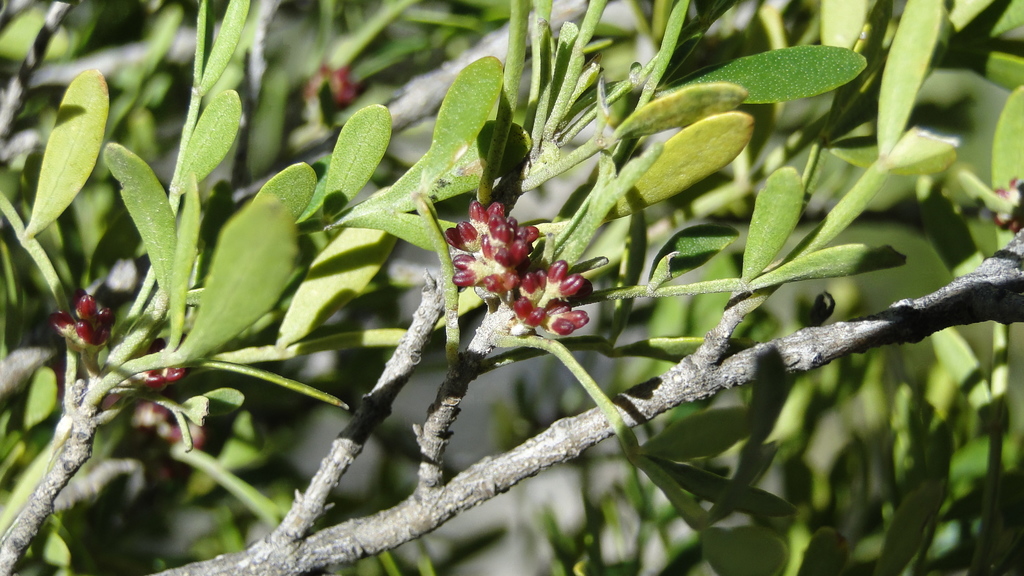 Gregg's Ash (Fraxinus greggii) - Botanical Realm