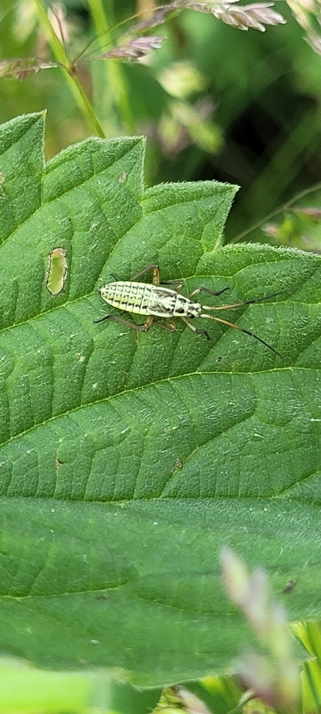 Meadow Plant Bug from Snedsted, 7752 Snedsted, Danmark on June 13, 2024 ...