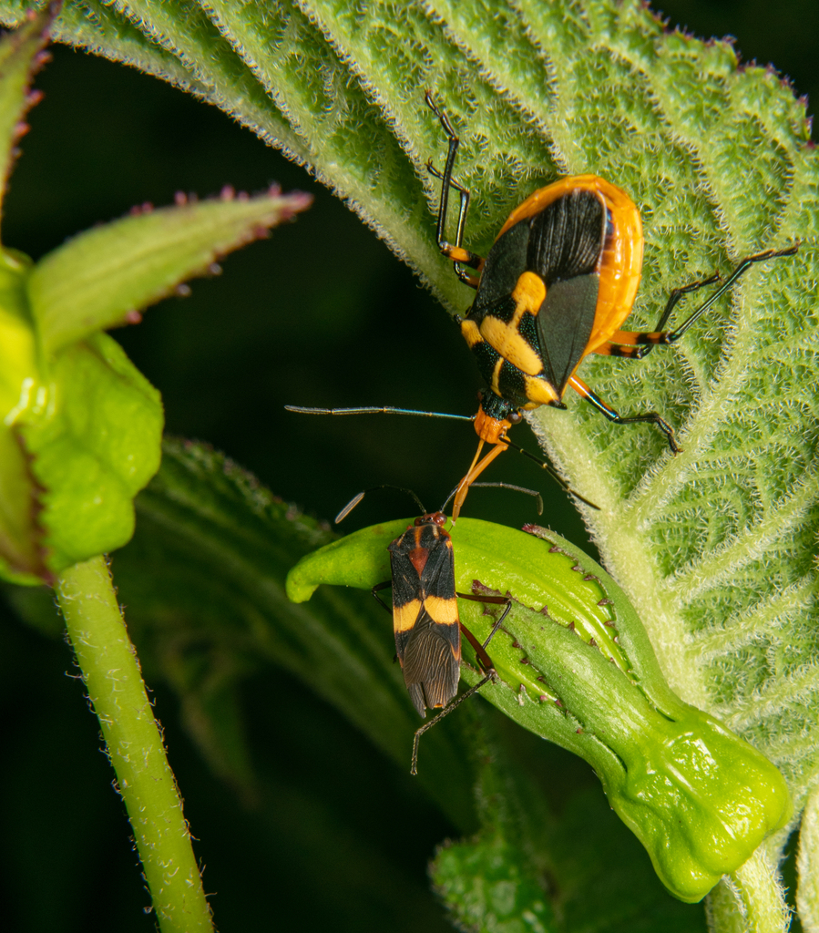 Florida Predatory Stink Bug from La Estrella, Antioquia, Colombia on ...