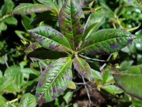 Septoria azaleae · iNaturalist