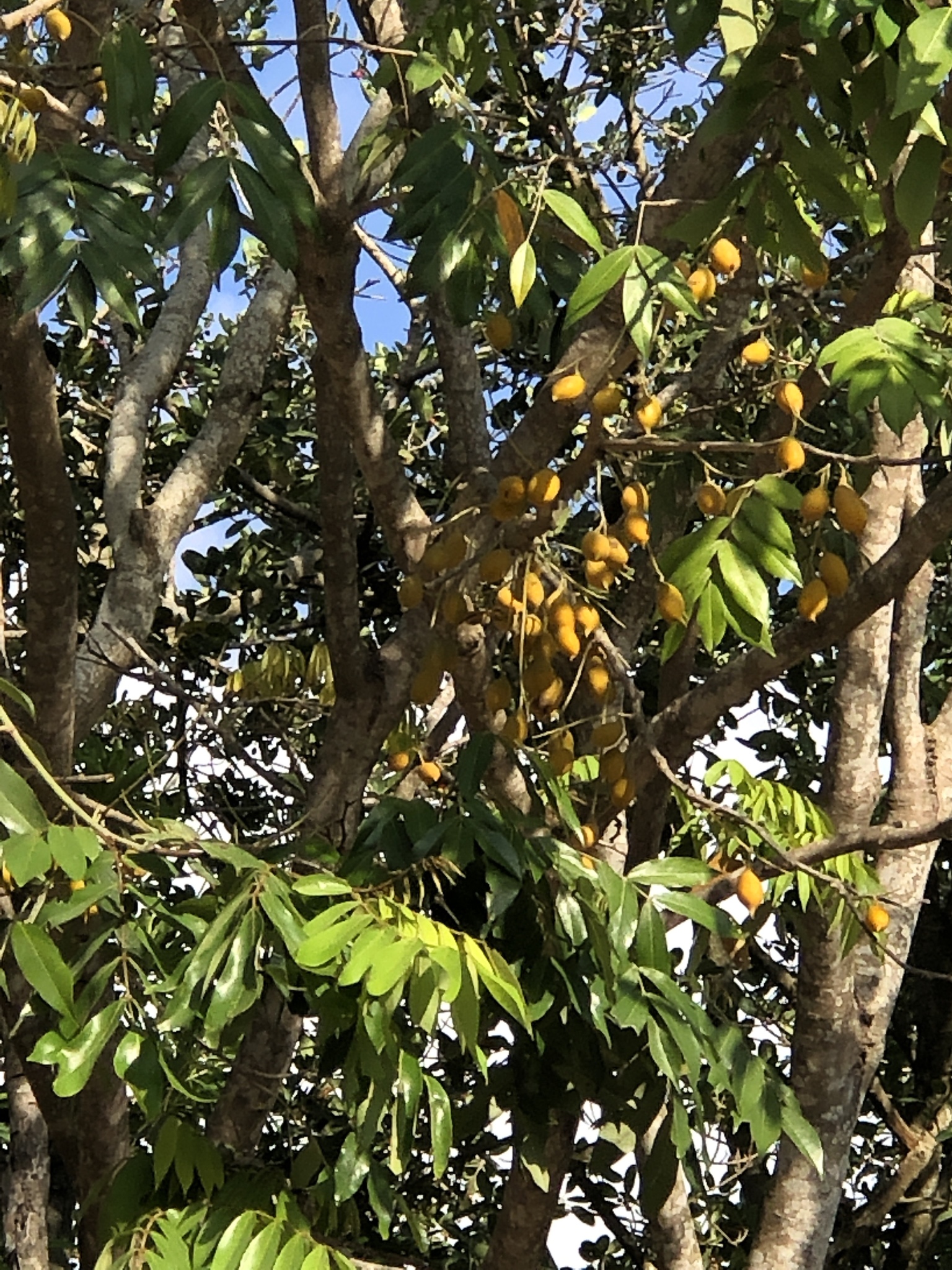Swartzia cubensis (Britton & P.Wilson) Standl.