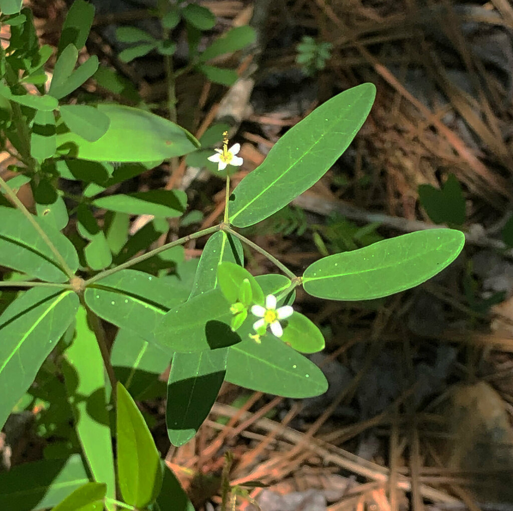 False Flowering Spurge from Jasper County, GA, USA on May 23, 2024 by ...