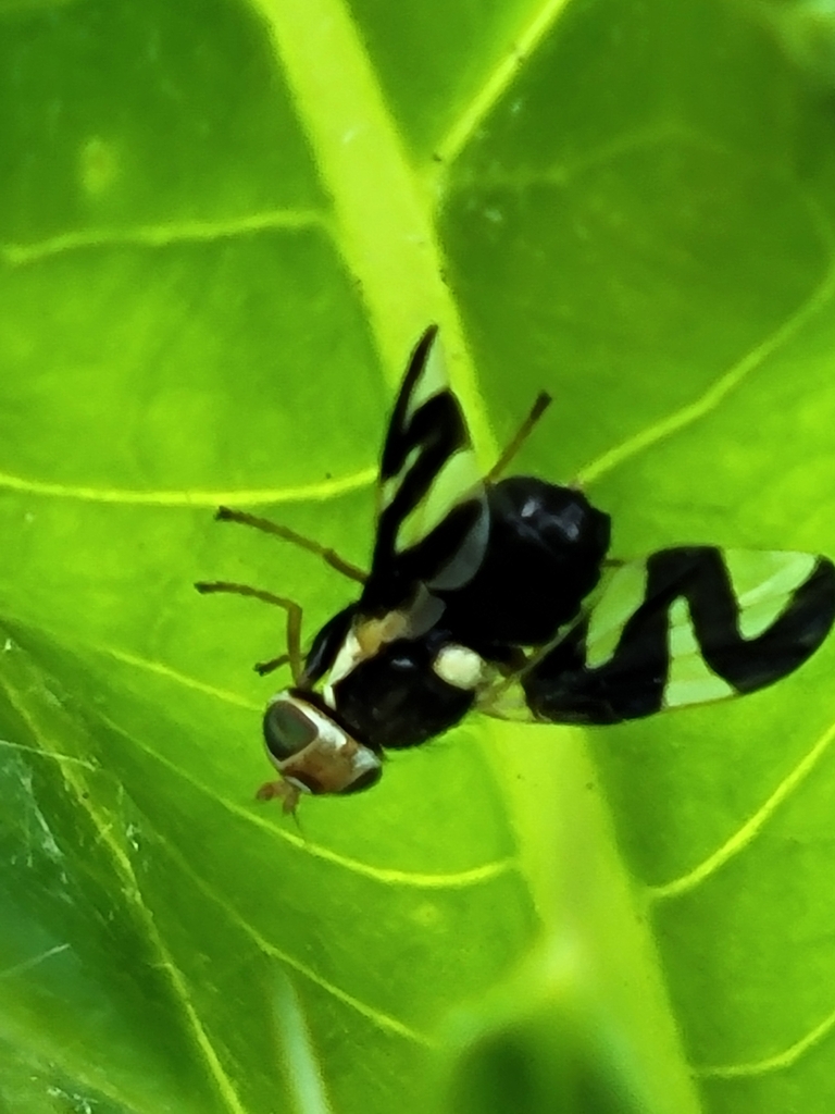 Thistle Stem Gall Fly from Winnipeg, MB R3C 0X6, Canada on June 13 ...
