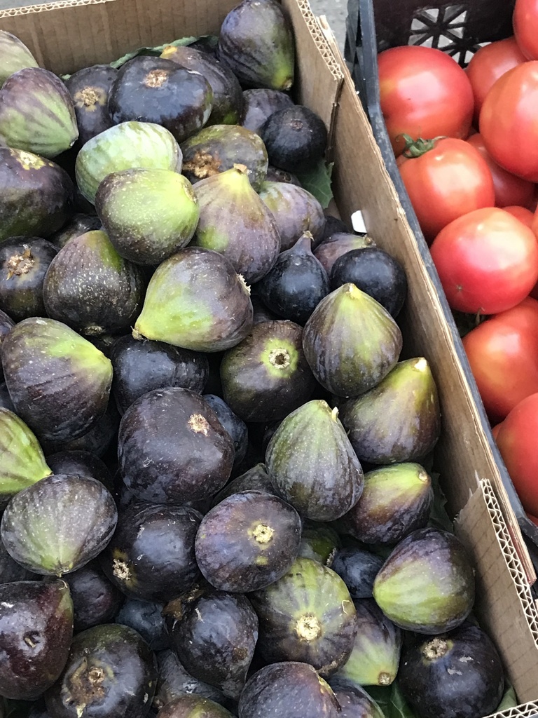 common fig from Rruga Todi Shkurti, Tirana, 地拉那省, AL on June 9, 2024 at ...