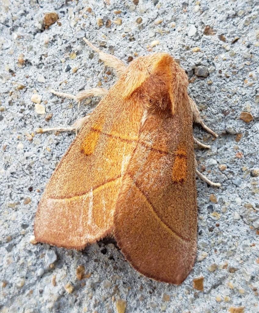 White-dotted Prominent from Fort Payne, AL 35967, USA on June 12, 2024 ...