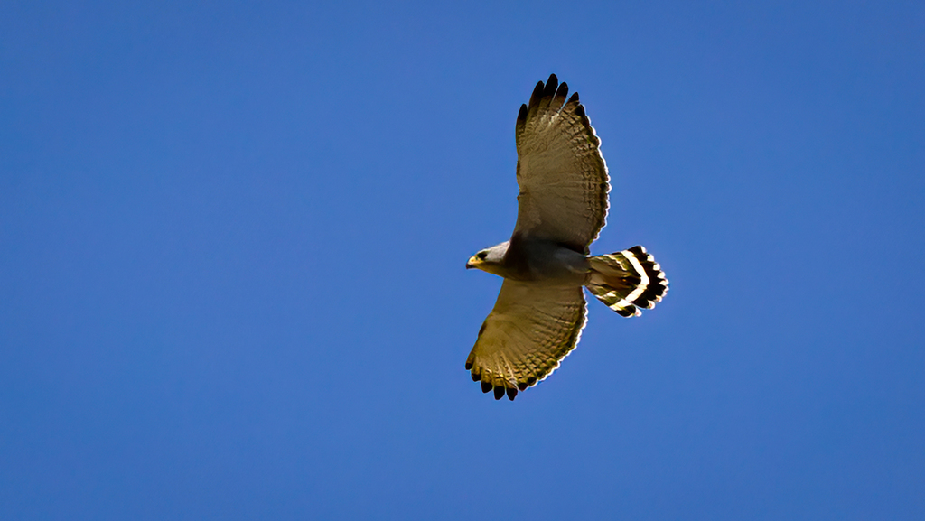 Gray Hawk from Paton Center for Hummingbirds, 477 Pennsylvania Ave ...