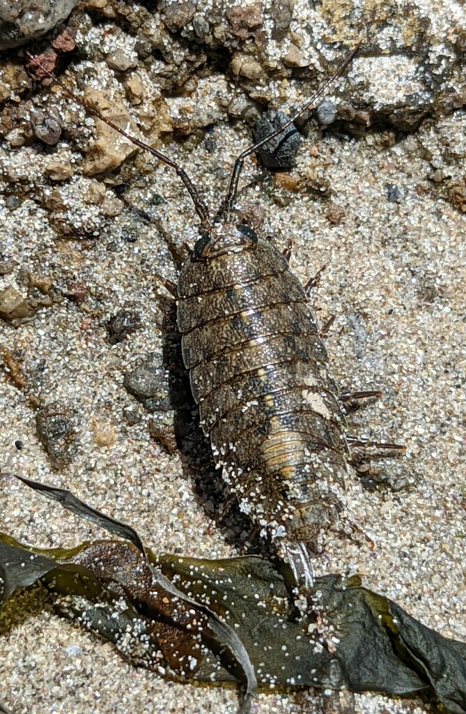 Western Sea Slater from Santa Barbara County, CA, USA on June 9, 2024 ...