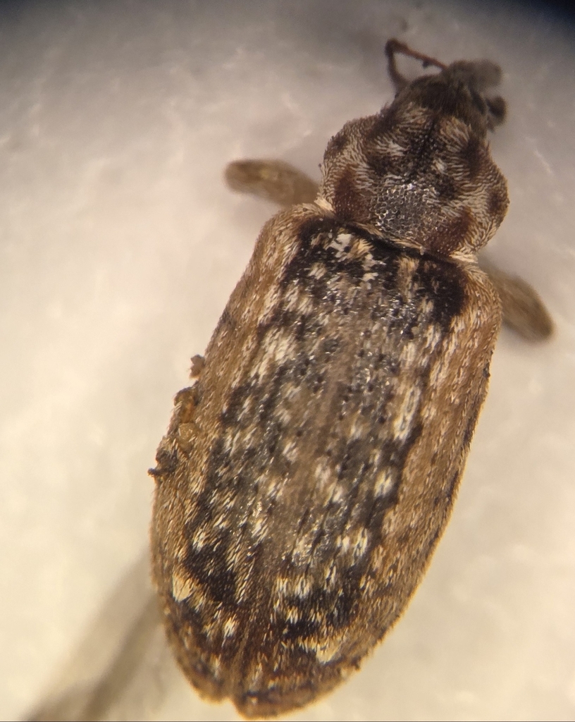 Willow Weevils from 301 Peninsula Dr, Millcreek Township, PA 16505, USA ...