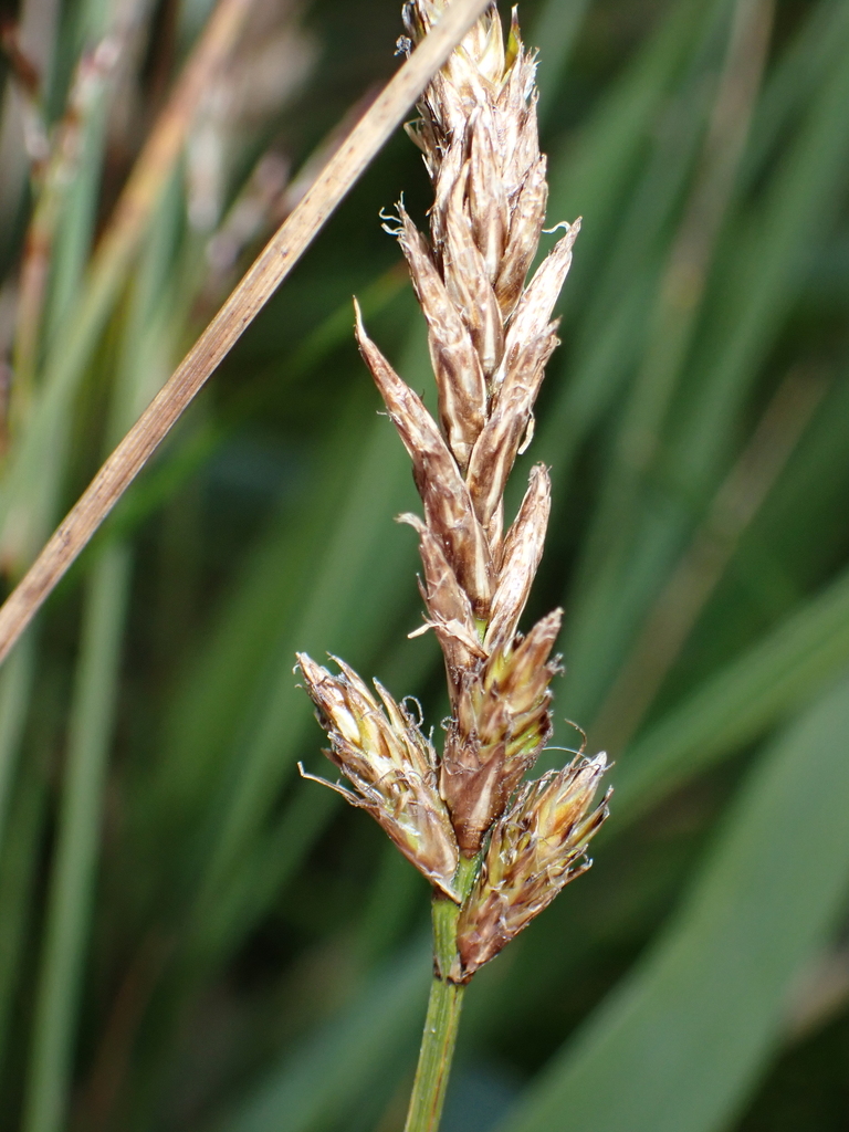 brown sedge from Darlington, UK on 13 June, 2024 at 01:30 PM by Zeke ...