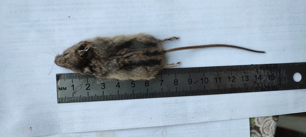 Southern Birch Mouse from Осколково on June 5, 2024 at 06:55 PM by ...