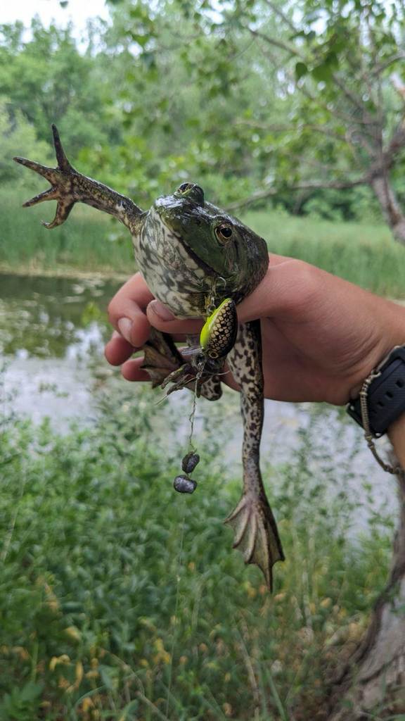 American Bullfrog in June 2024 by theodorigor · iNaturalist