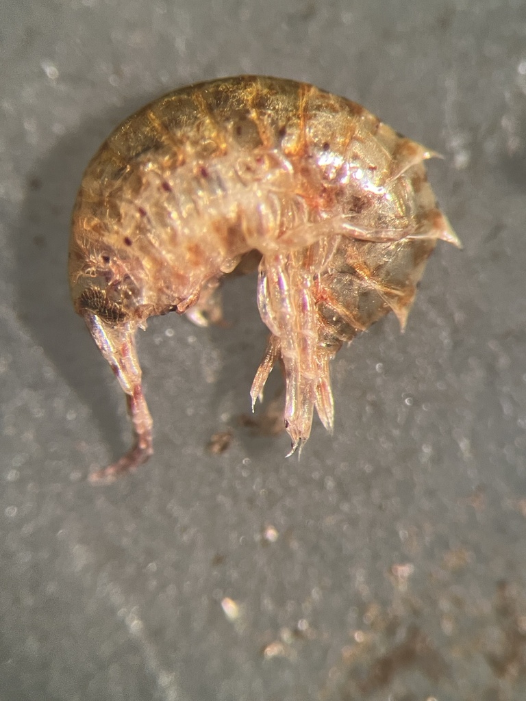 Gammarus lecroyae from Neshota, Mobile, AL, US on June 10, 2024 at 11: ...