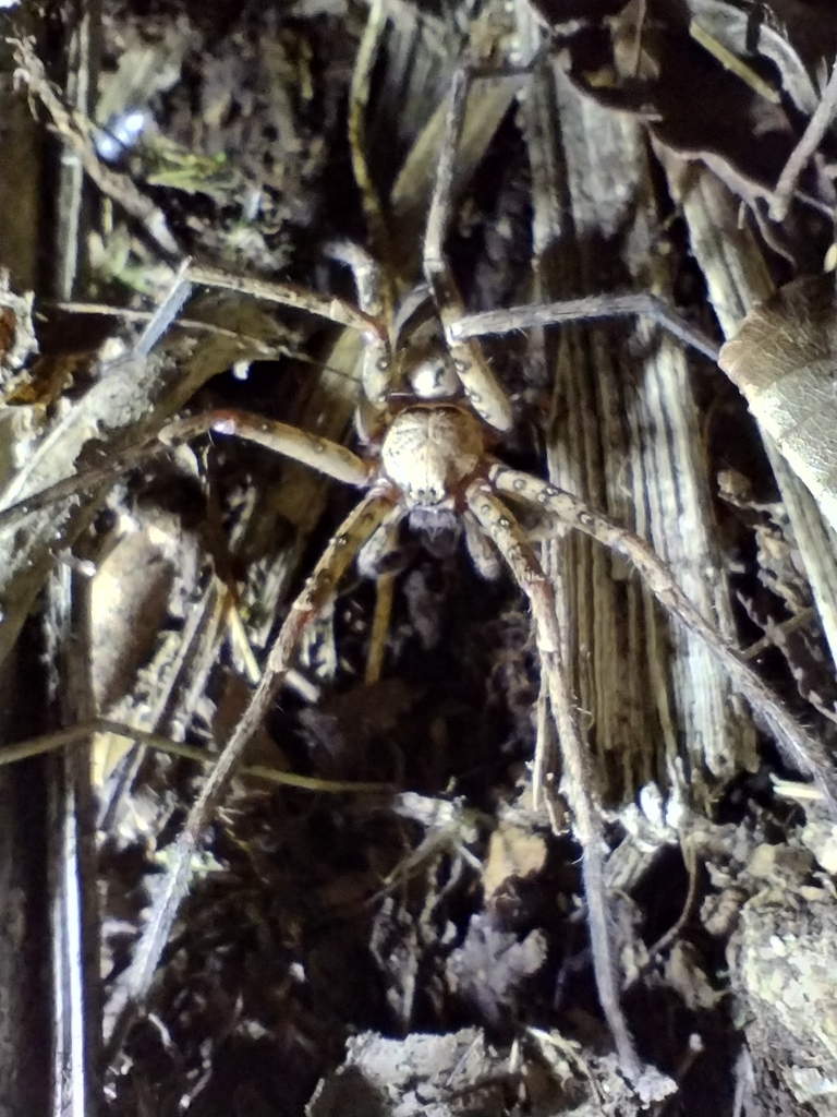 Sinopoda forcipata from Nonaka, Minamiuonuma, Niigata 949-6742, Japan ...