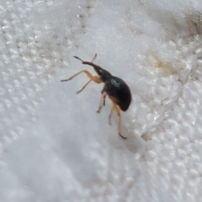 Protapion fulvipes from Sheffield S8, UK on June 13, 2024 at 10:14 AM ...