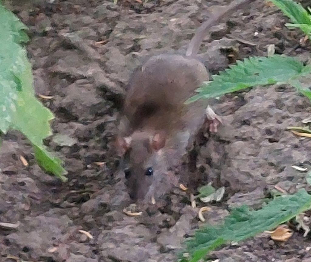 Brown Rat from Southend-on-Sea SS2, UK on June 13, 2024 at 05:50 PM by ...