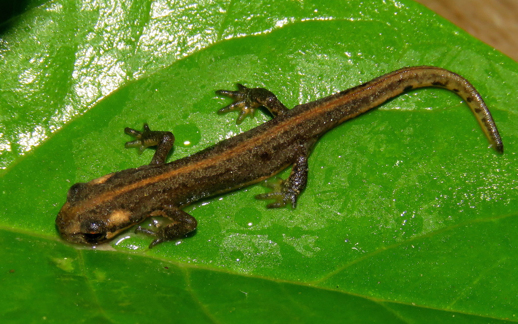 Anatolian Banded Newt from Karasu, Sakarya, Türkiye on August 29, 2018 ...