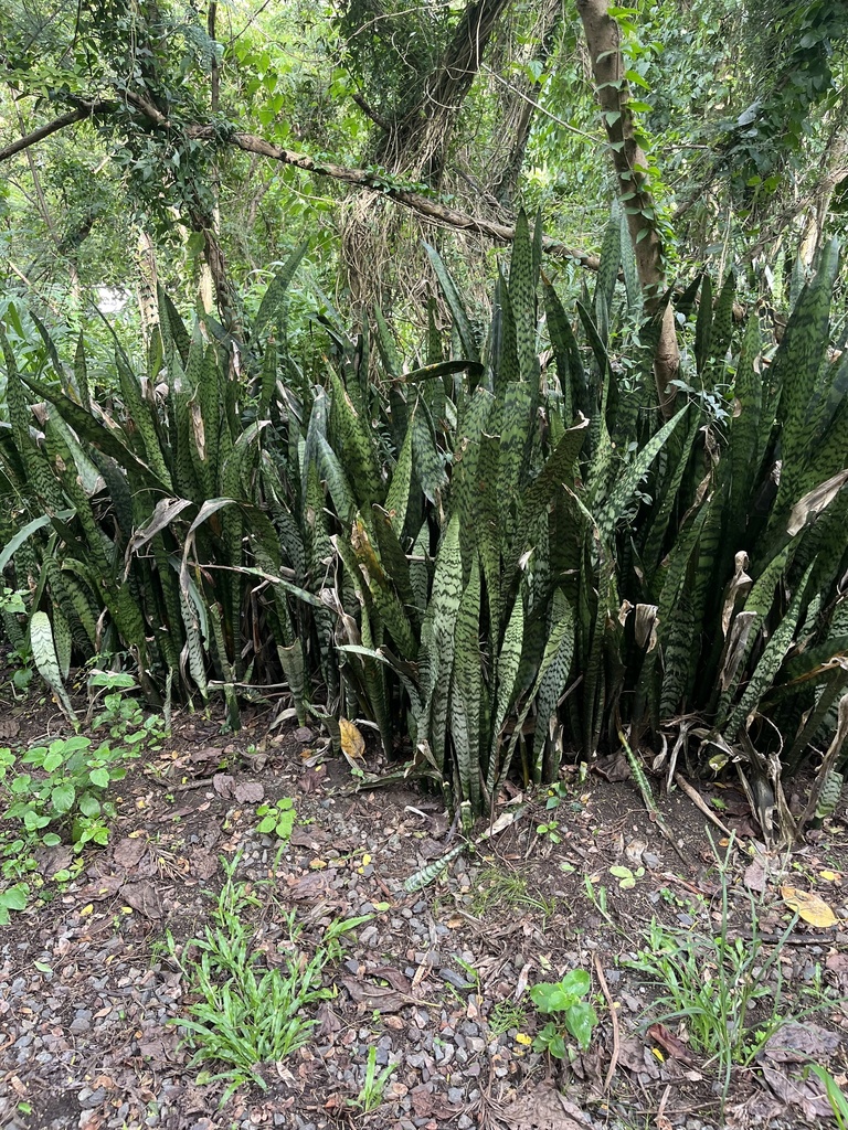 Snake Plant from Honolulu Watershed Forest Reserve, Honolulu, HI, US on ...