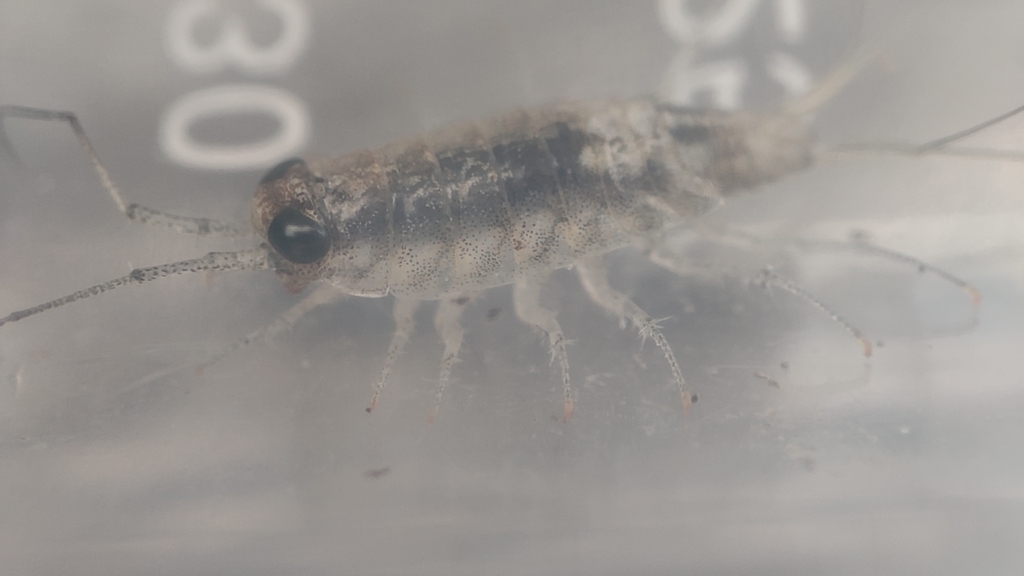 Italian Sea Slater from 98057 Milazzo ME, Italia on June 1, 2024 at 01: ...