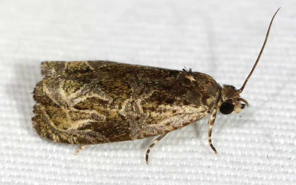 Woolly-backed Moth from Ripley County, IN, USA on June 08, 2024 at 09: ...