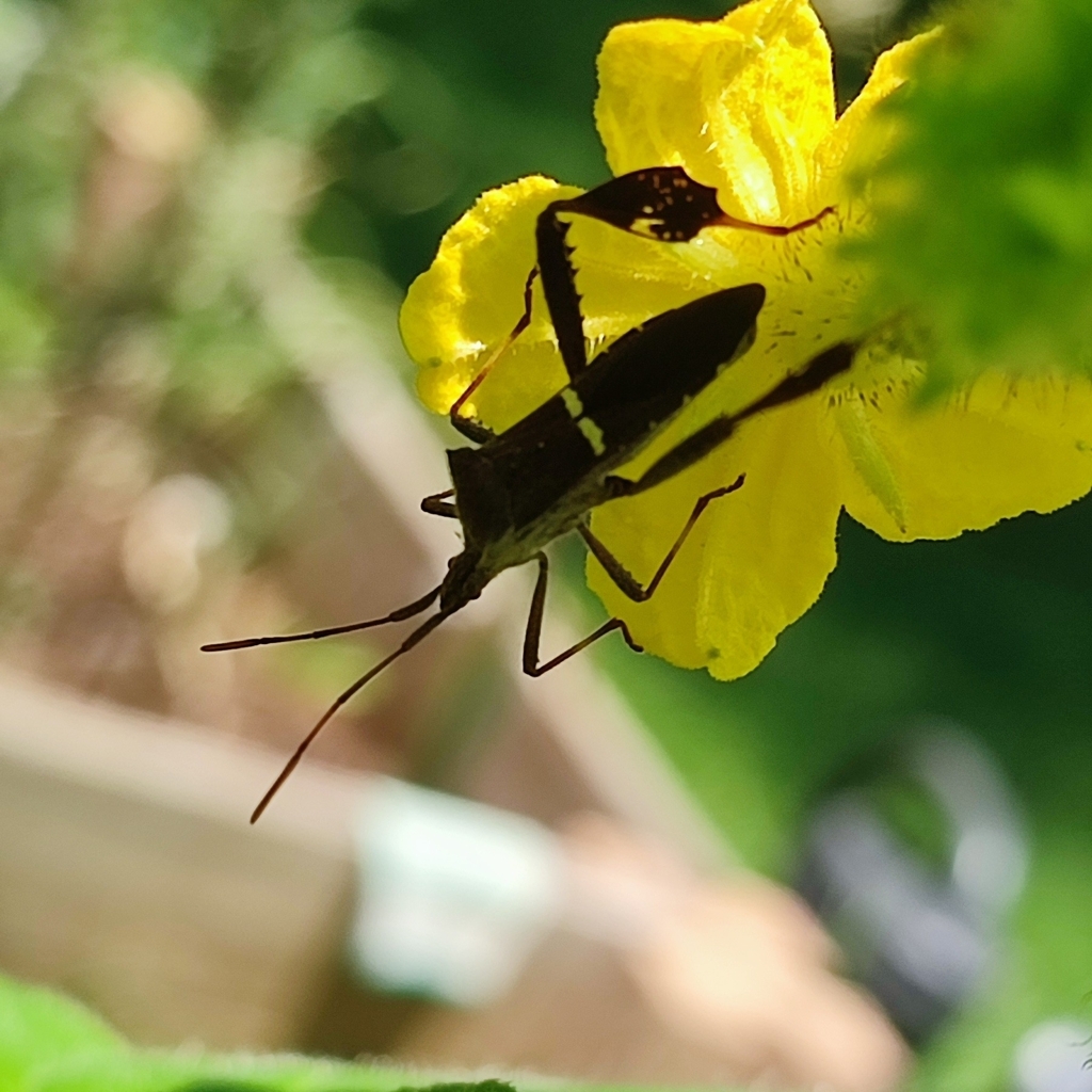 Eastern Leaf-footed Bug from Grand Prairie, TX, USA on June 13, 2024 at ...