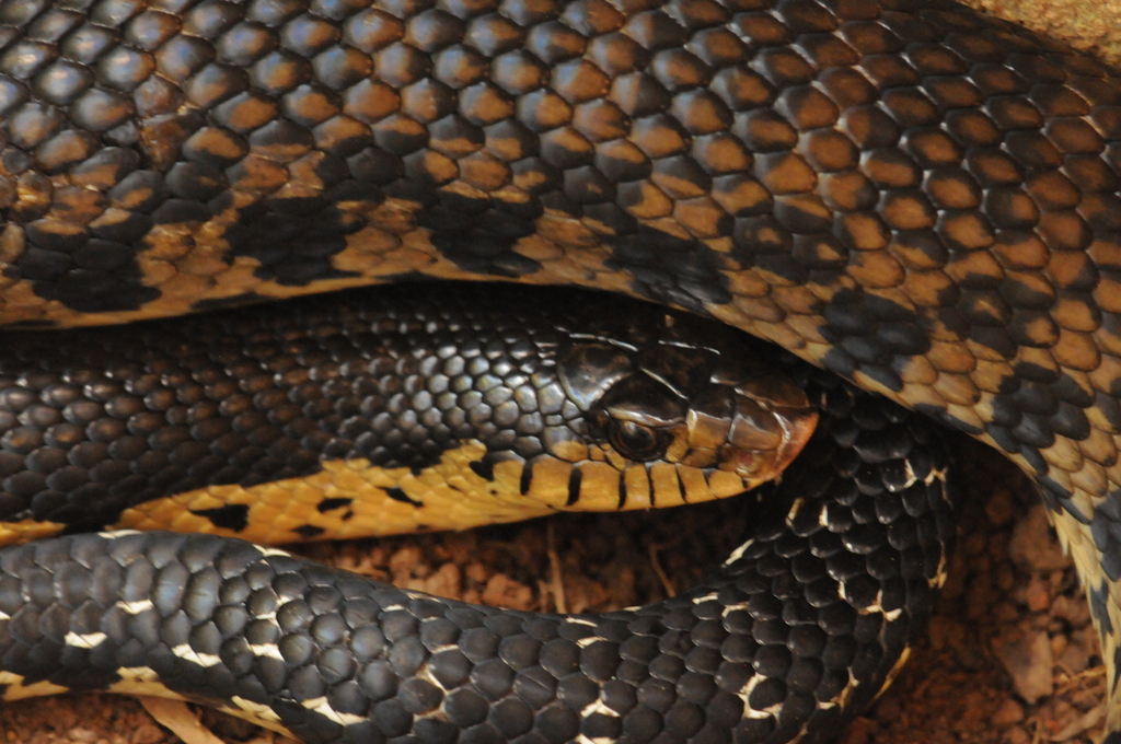 Giant Madagascan Hognose Snake from Moramanga, Madagascar on January 15 ...
