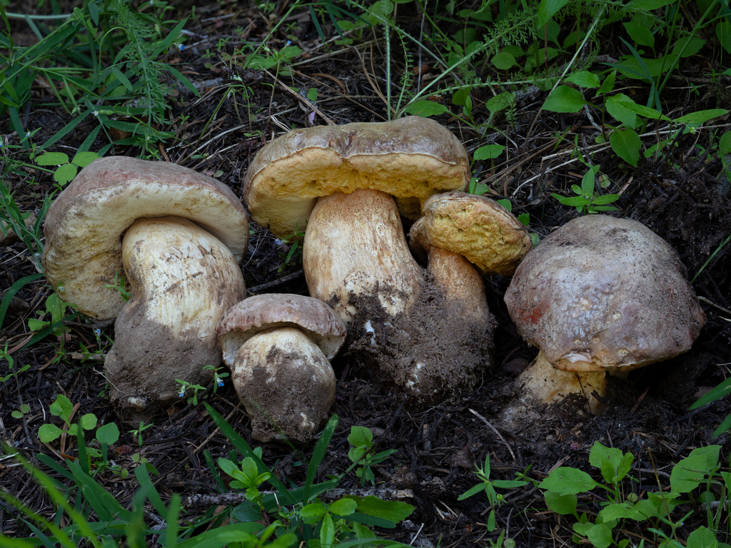 Spring King Bolete in June 2024 by James Conway · iNaturalist