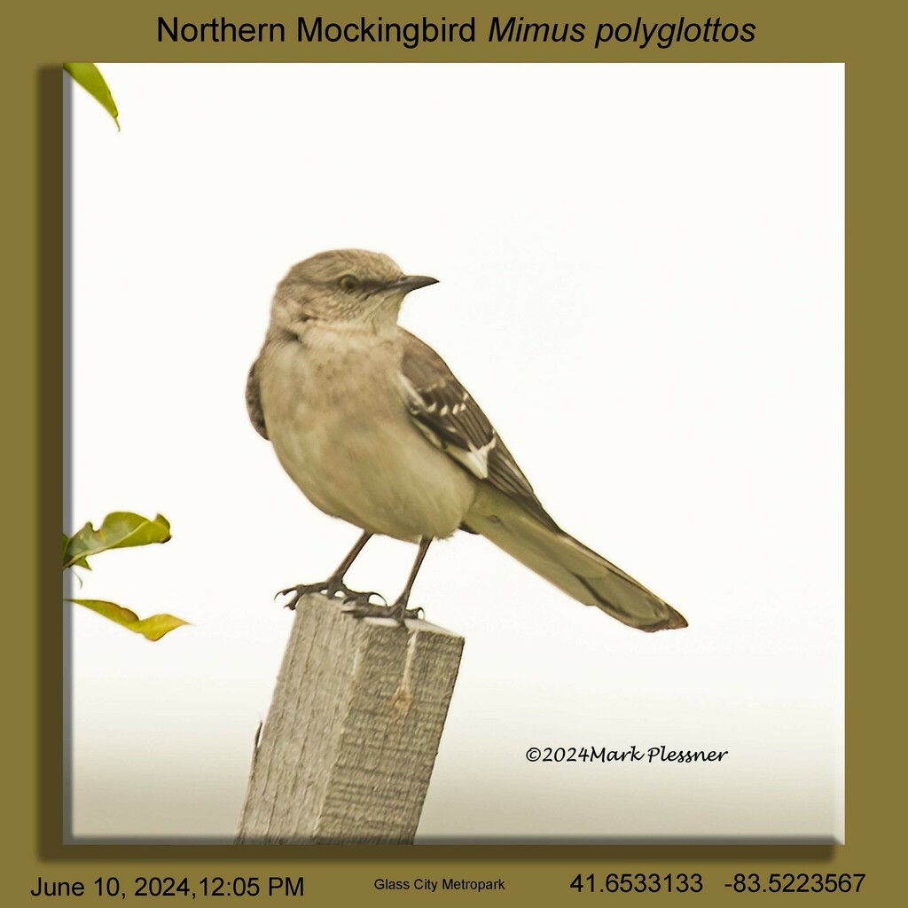 Northern Mockingbird from Toledo, OH, USA on June 10, 2024 at 12:05 PM ...