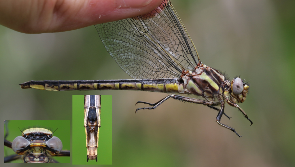 Dusky Clubtail from Benzie County, MI, USA on June 13, 2024 at 04:20 PM ...