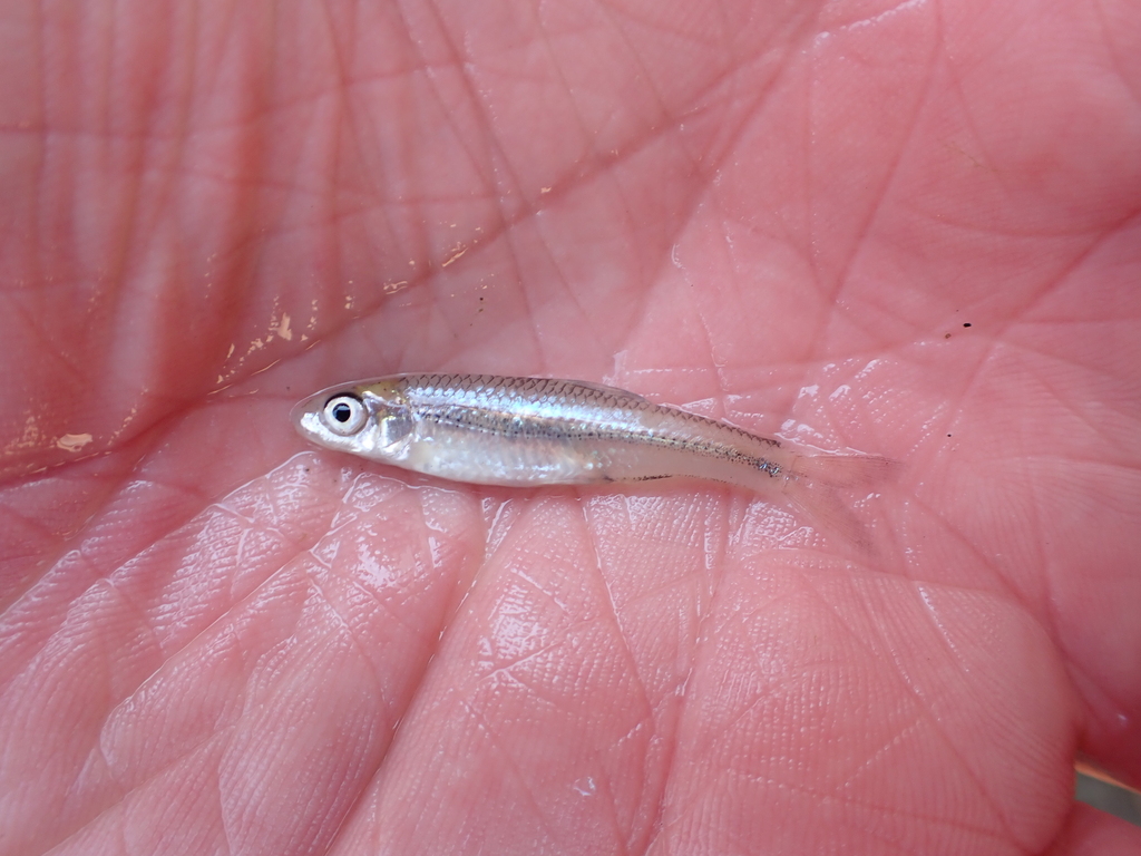 Mimic Shiner from Bastrop County, TX, USA on March 22, 2024 at 12:10 PM ...