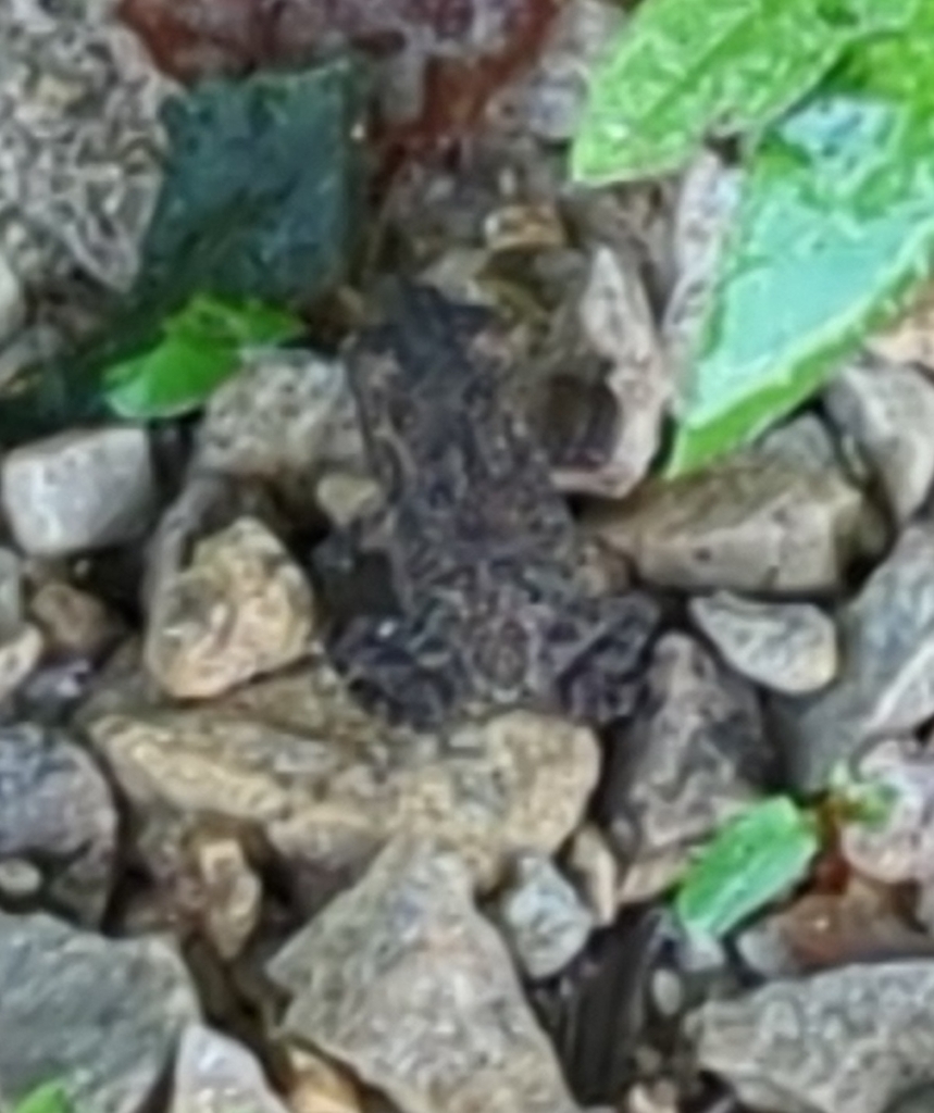 American Toad from Madison, WI 53705, USA on June 12, 2024 at 07:56 PM ...